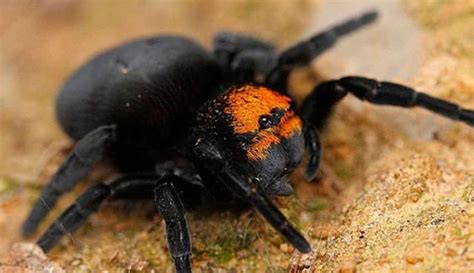 Eresus Moravicus Velvet Spider Mysticlabyrinth