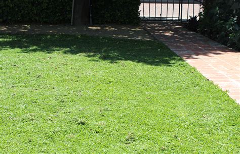 Sterile Frogfruit California Succulent Sod Groundcover Lawn