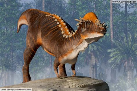 Dinosaur Identification Find Dinosaurs By Their Characteristics