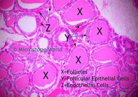 Thyroid Gland Histology Thyroid Histology Slide