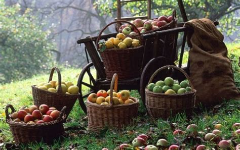 Фруктовый сад: план фруктового сада, выбор участка, правила посадки ...
