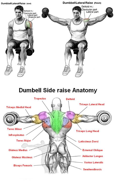 Lateral Raise Muscles Worked