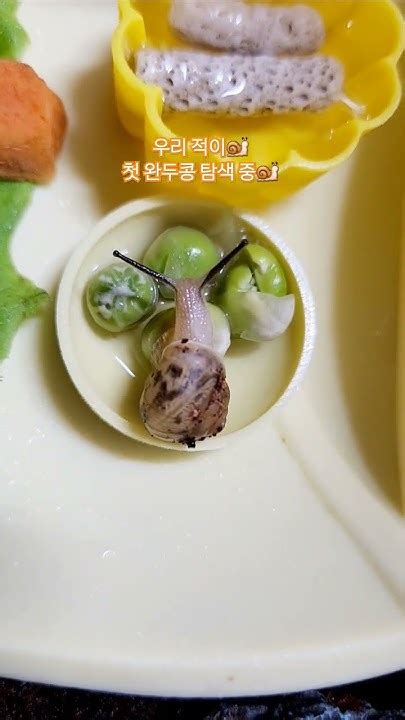 달팽이키우기 달팽이집사 Snail 표이적이라이프 완두콩은 처음이지🥰 Youtube