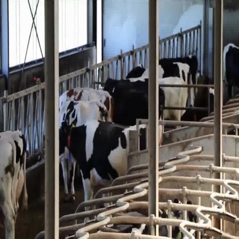 Cattle Object Detection Model V1 2023 04 19 2 49pm By Cattledetector