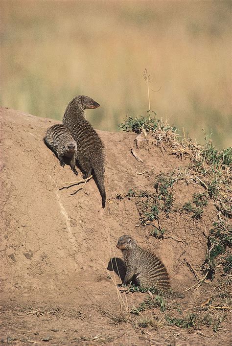 Mongoose Species And Facts Britannica Mongoose Species And Facts Britannica