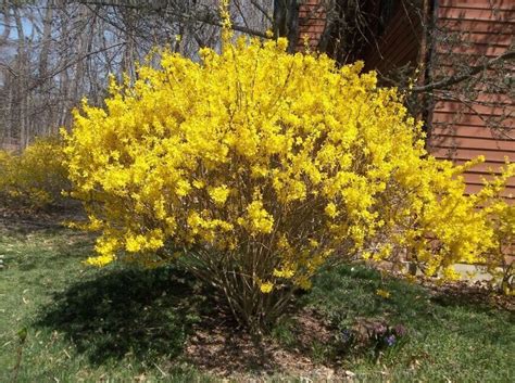 Форзиция на Урале: сорта, виды, выращивание, уход