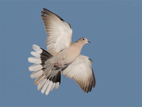 Eurasian Collared Dove Ebird