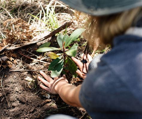 How Do Trees Communicate Greenpop