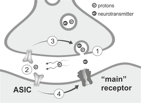 Potential Roles Of Asics In Synaptic Transmission And Its Modulation