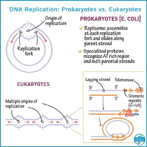 Dna Replication Worksheets