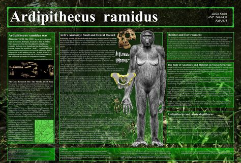 Ardipithecus Ramidus One Of The Most Important Anthropological Finds
