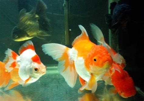 หลักการเลี้ยงปลาทองตามฮวงจุ้ย ตู้แบบไหน ปลากี่ตัว ทิศทางการตั้งตรงไหนดี