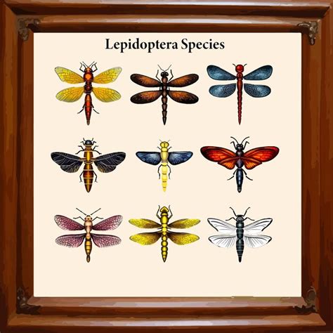 Premium Vector Eps Vector For Insect Lepidoptera Species Collection Set With Wood Frame