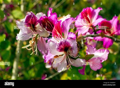 Close Up Of Orchid Tree Bauhinia Variegata Purpurea In Sydney Nsw