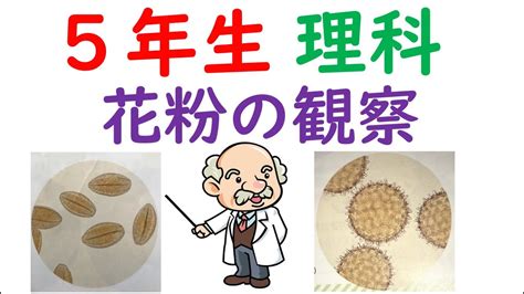 小5理科花から実へ② YouTube