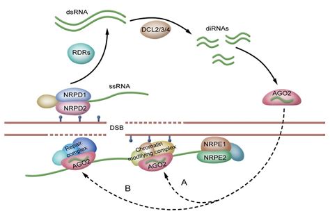戚益军研究组在《细胞》发表论文报道一类参与dna双链断裂修复的小分子rna 生命科学联合中心
