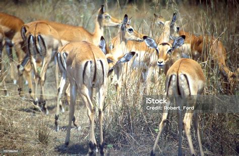 Impala In Savanna Grassland In Akagera National Park Eastern Rwanda