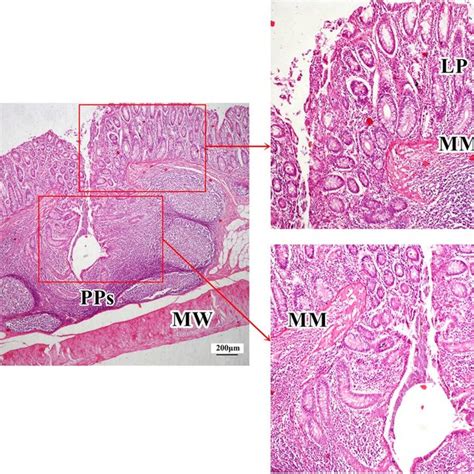 Histological Structure Of Colonic Mesenteric Lymph Nodes In 42 Day Old