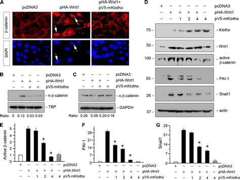 Klotho Inhibits Wnt Mediated B Catenin Activation And Represses Its
