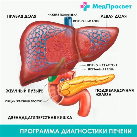 Поджелудочная железа картинки анатомия