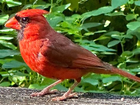 Euclidean Space Vs Feature Space By Shan Suthaharan Phd Feb 2025