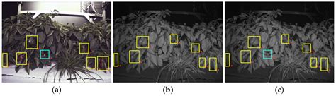 Deepfruits A Fruit Detection System Using Deep Neural Networks