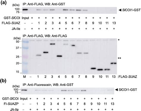 A Pull Down Assay Of Gst Slcoi1 With Flag Sljaz Full Length Download Scientific Diagram