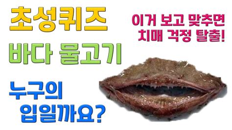 퀴즈 꼬뿡스 초성퀴즈 바다 물고기 1탄 언어능력and두뇌회전and기억력and순발력 향상 뇌건강 치매예방 퀴즈 치매테스트 놀며 공부하자 꼬뿡스tv Youtube