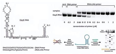 不一样的逆转录 热启动与耐高温 不一样的逆转录 ————热启动与耐高温研究表明双链核酸的结构稳定性依次为rna Rna Rna Dna D 雪球