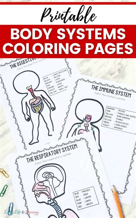 Printable Body Systems Coloring Pages For Learning Fun