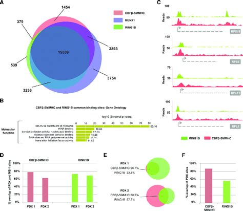 Cbfb Smmhc Associates With The Prc1 Complex Across The Aml Genome A