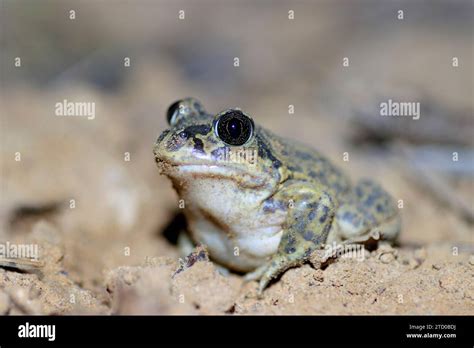 Western European Spadefoot Iberian Spadefoot Pelobates Cultripes