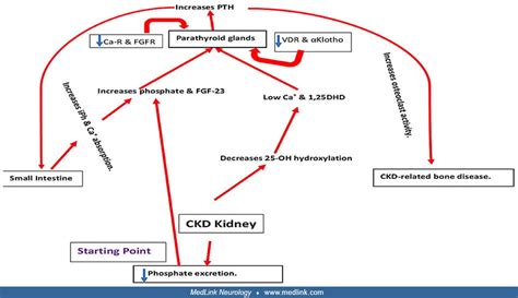 Secondary Hyperparathyroidism Primary Hyperparathyroidism Defining