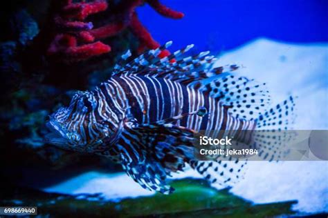 열 대 물고기 사자 물고기와 산호 수 중 세계의 아름 다운 배경 0명에 대한 스톡 사진 및 기타 이미지 0명 깊은 나비고기 Istock