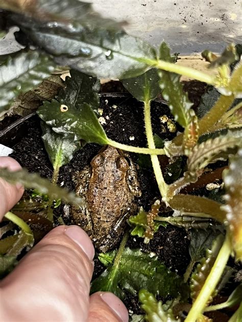 Frog Identification Rfrogs