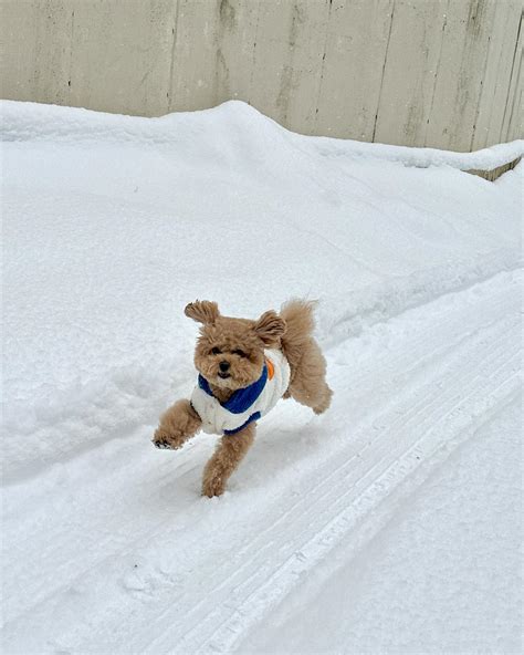 말티푸 귤임니다🧡🍊 나 지금 되게 신나 누나야🍊 귀여운 귤 옷 입구 댕신난 귤🍊 Instagram