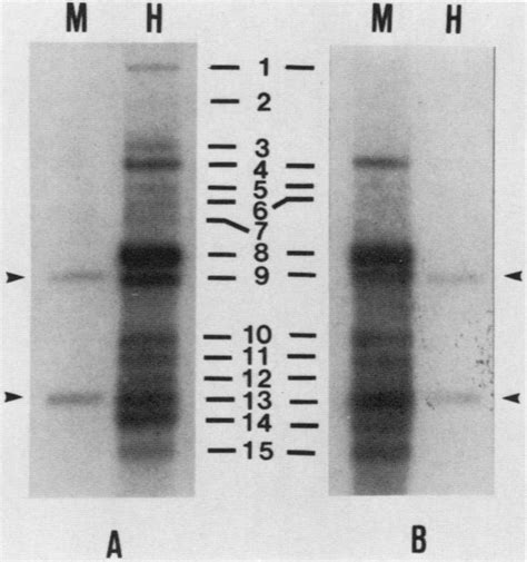 Specificity Of Mouse And Hamster Mitochondrial Probes Poly A Mouse Download Scientific