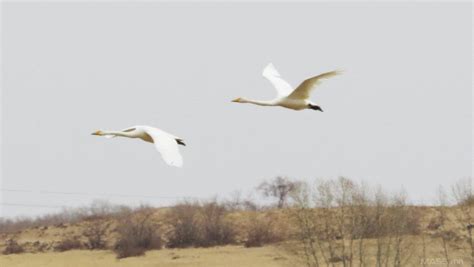 Нүүдлийн шувуудын түрүүч ирлээ