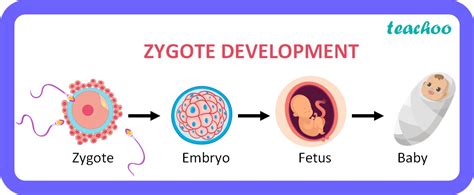Zygote Embryo Fetus Stages The Stages Of Early Embryonic Development