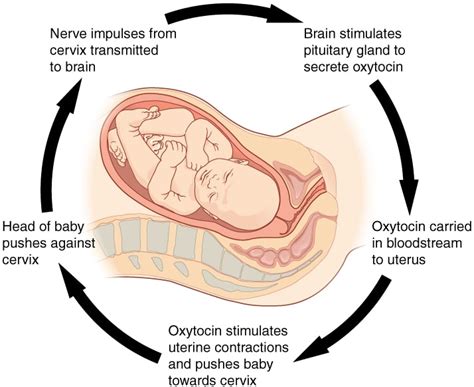 Labour Initiation Of Labour The Stages Of Labour Teachmephysiology