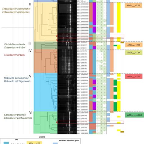 a dendrogram based on the similarity matrix of eric pcr patterns in 104