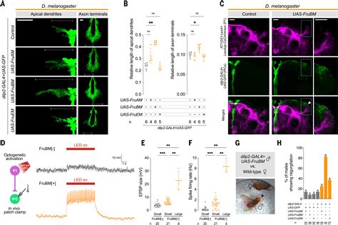 Cross Species Implementation Of An Innate Courtship Behavior By Cross Species Implementation Of An Innate Courtship Behavior By