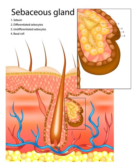 310 Cross Section Sebaceous Gland Stock Vectors And Vector Art