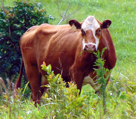 Hawaiian Cow — Weasyl