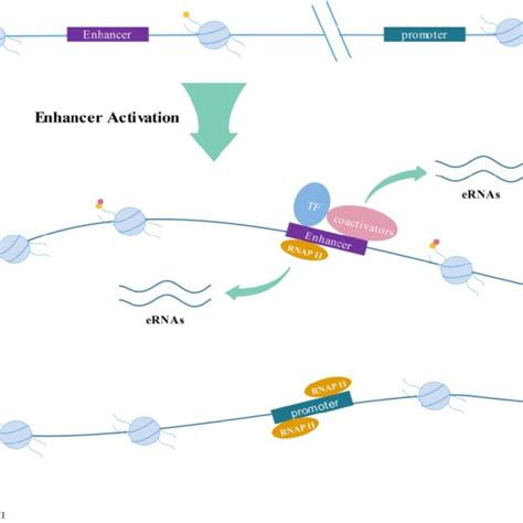 Pdf Enhancer Rnas Ernas New Insights Into Gene Transcription And Disease Treatment