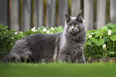 Grey And White Maine Coon