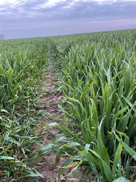Winter Wheat Page The Farming Forum