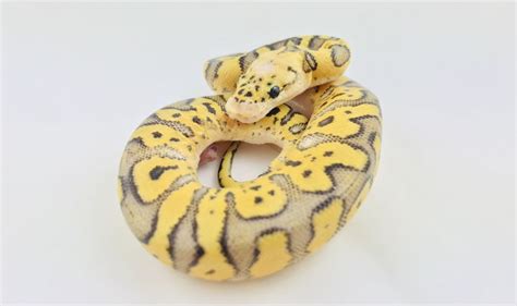 Killer Clown Ball Python