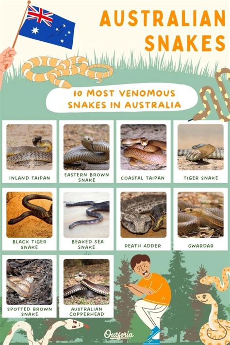 Snake Food Chart At Brodie Puddy Blog