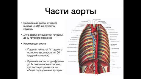 Аорта Части аорты Ветви дуги аорты Youtube
